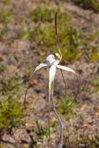 Australasian Native Orchid Society (ANOS Geelong, Australia) - Meetings