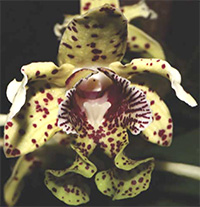 Australasian Native Orchid Society (ANOS Victoria, Australia) - Meetings